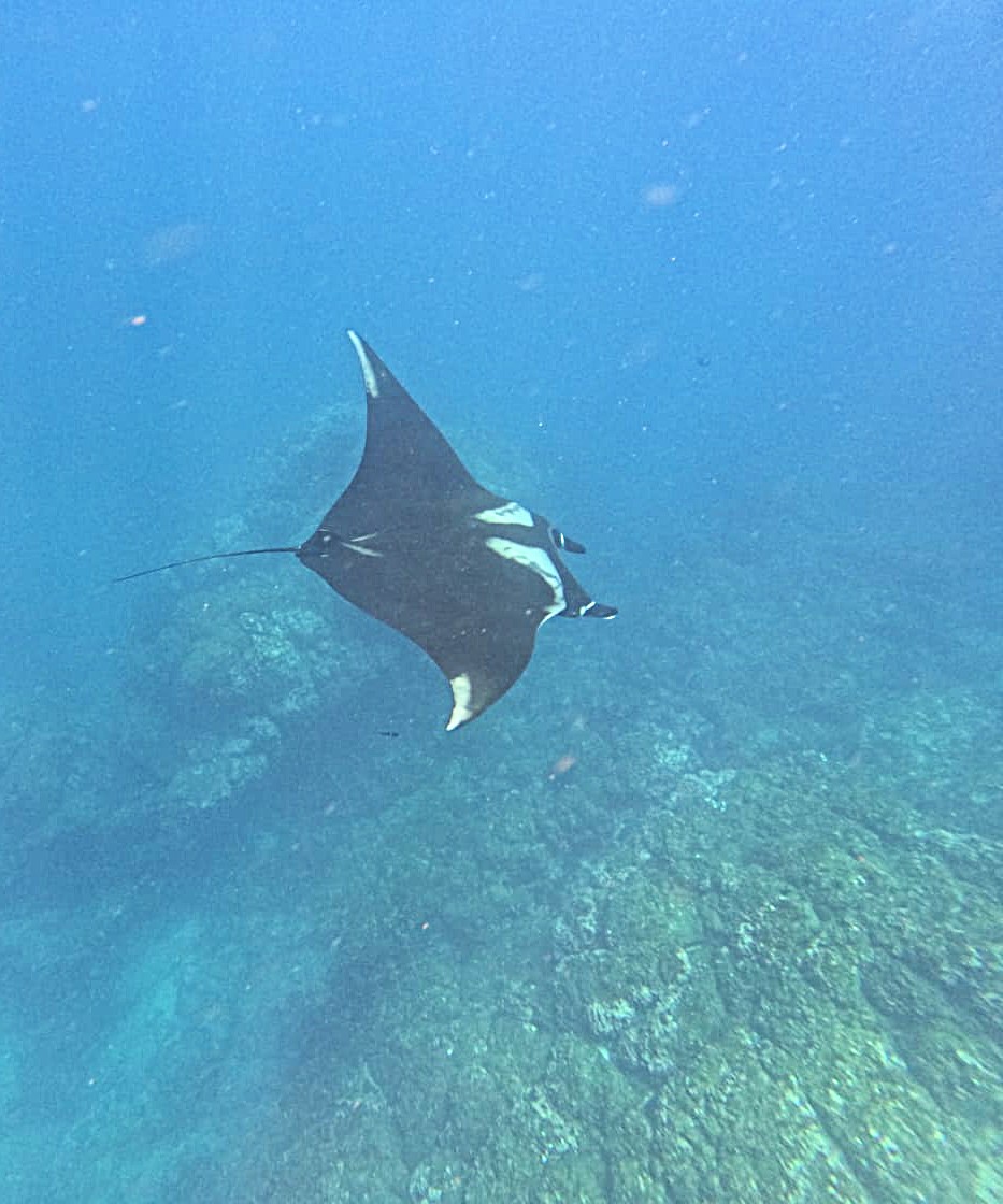 Drake Bay to Caño Island Diving Tour | Marine Wildlife & Reefs
